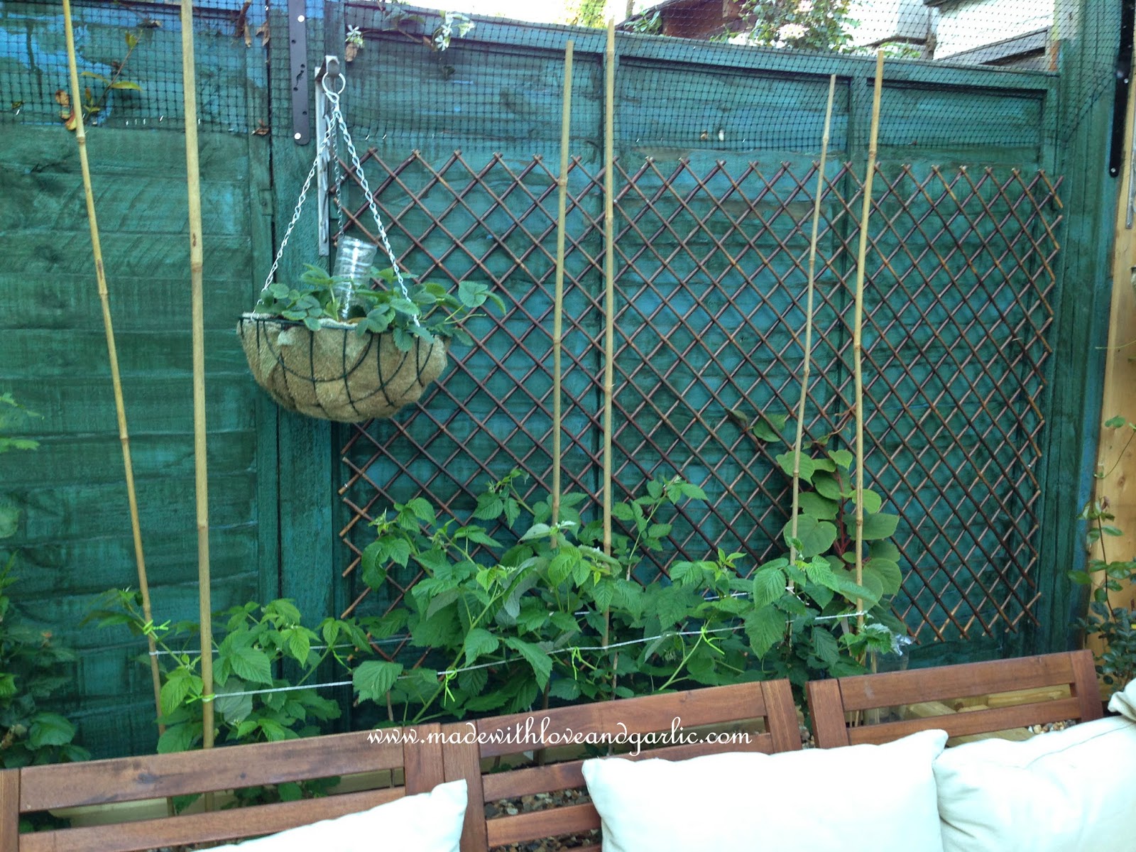 Tying in raspberry canes (whether they like it or not) – London to Land ...