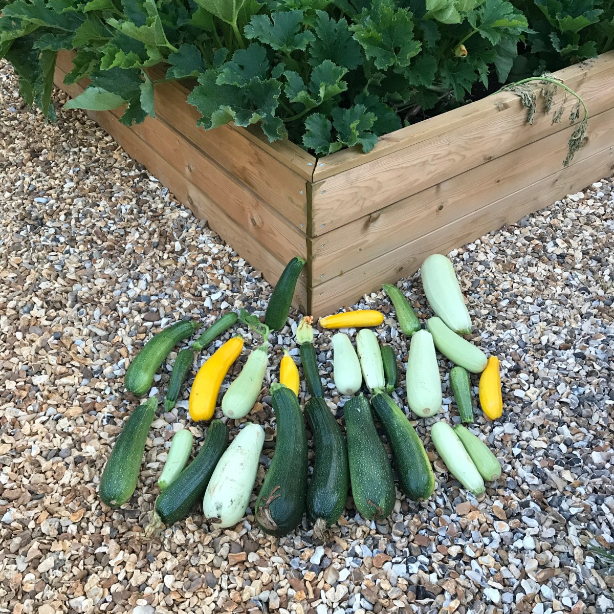 Accumulation of courgettes – London to Land Girl